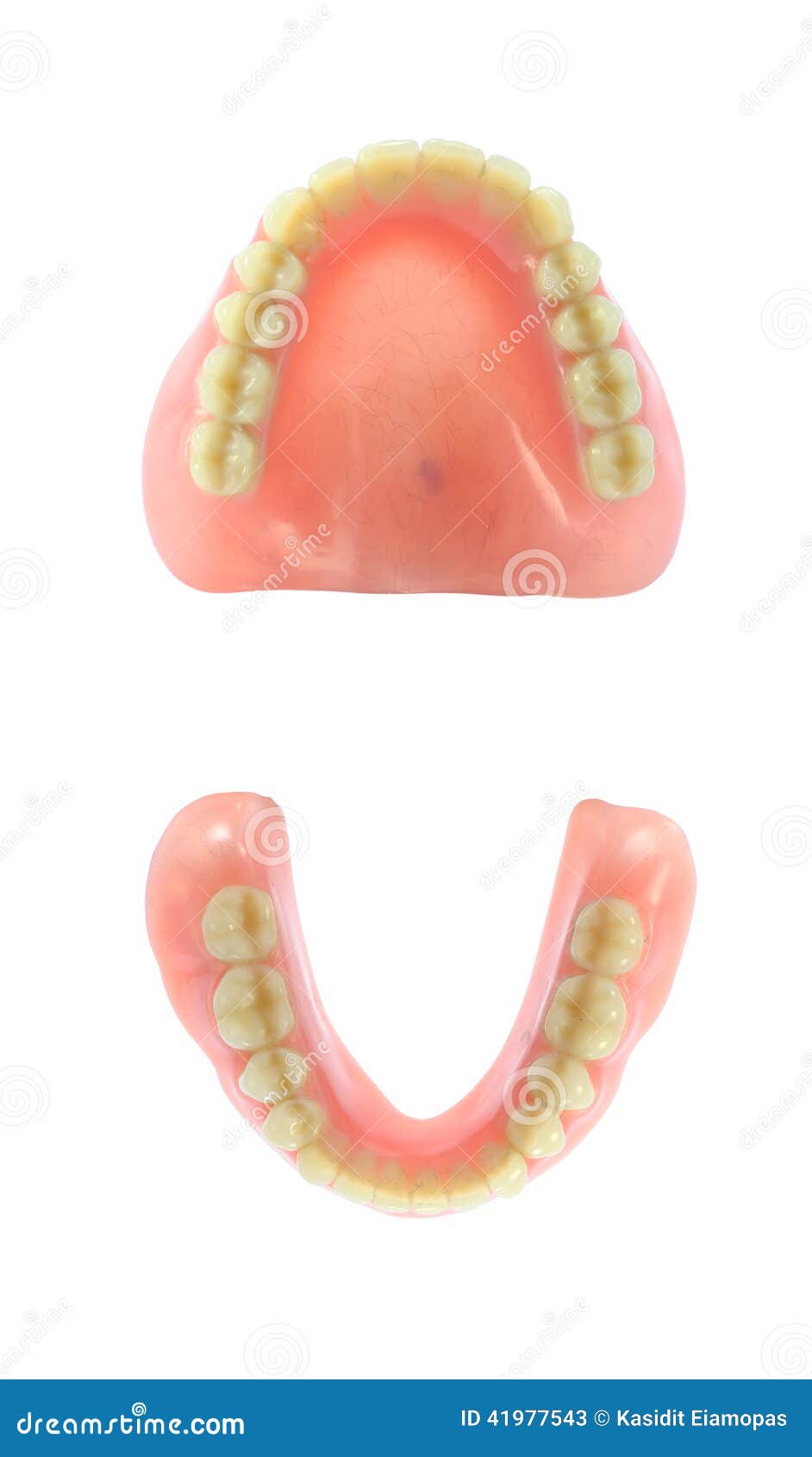 Complete Dentures stock image. Image of root, isolated - 41977543