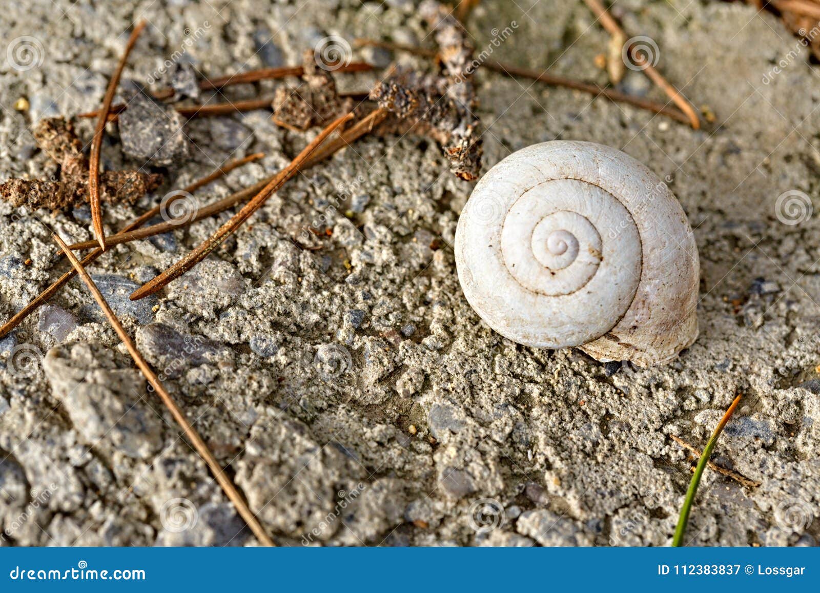 Complete Dirty Nautilus Shell on Ground Background. Stock Image - Image ...