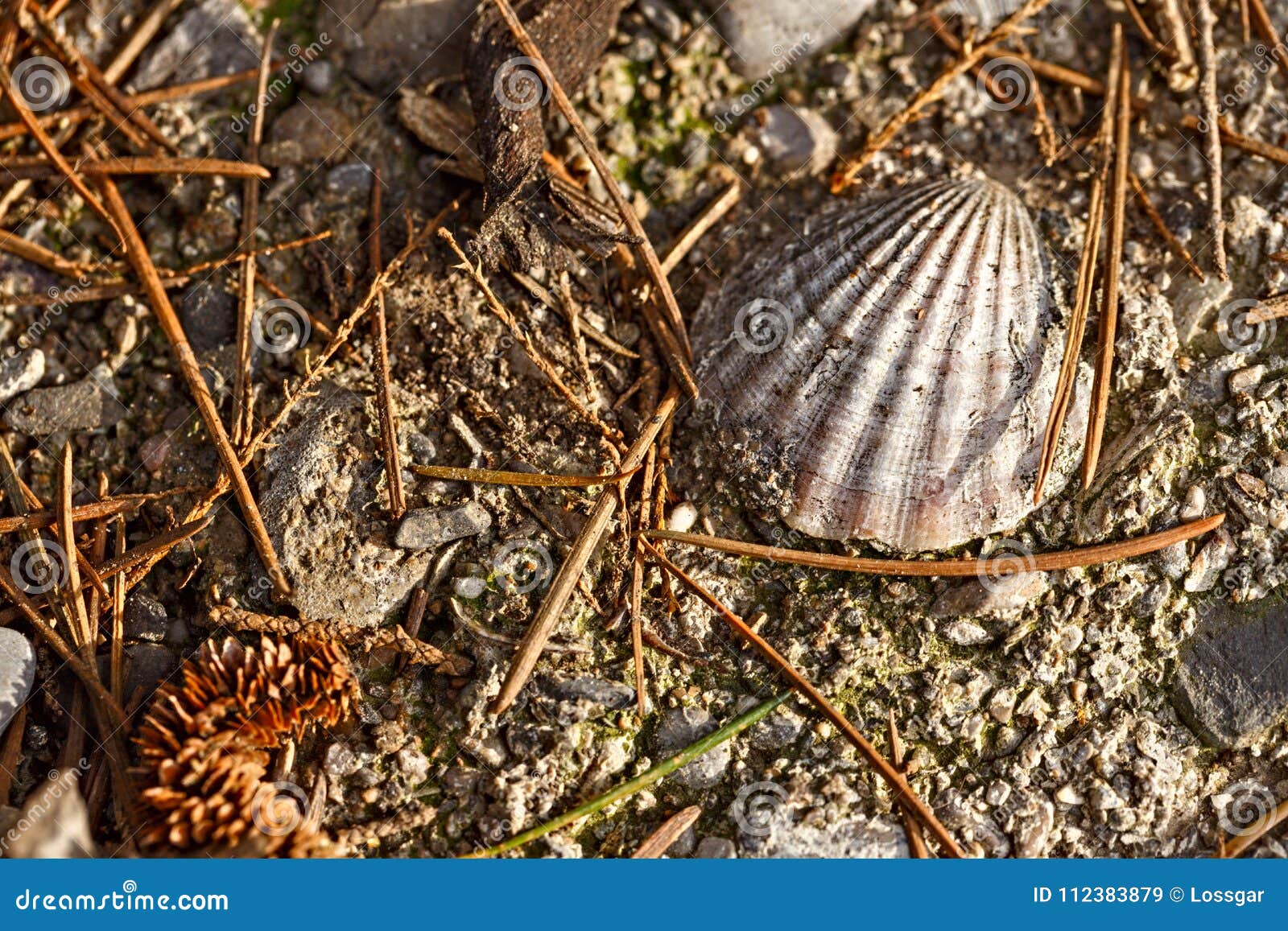 Complete Dirty Scallop Shell on Ground Background. Stock Image - Image ...