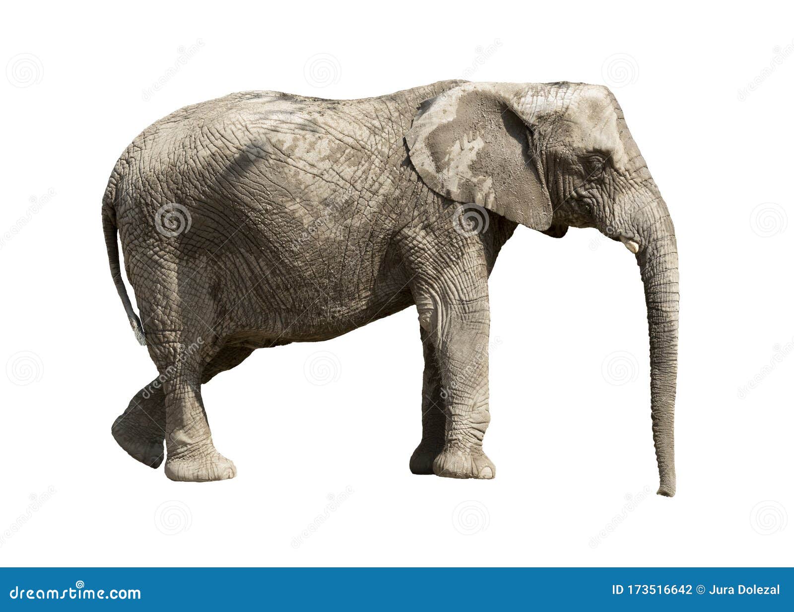 Complete Elephant, Isolated on White, Czech Republic Stock Photo ...