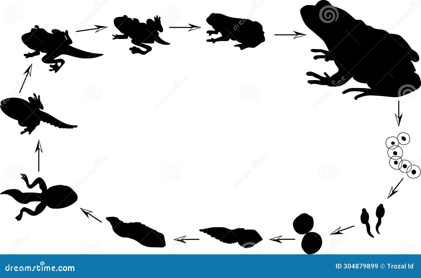 Complete Frog Metamorphosis Vector Shape Stock Illustration ...