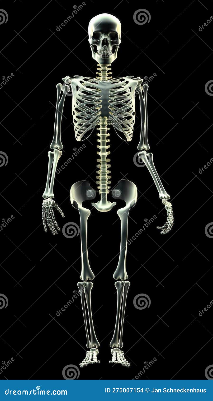 Complete Human Skeleton X-ray, Front View, Complete Black X-ray with ...