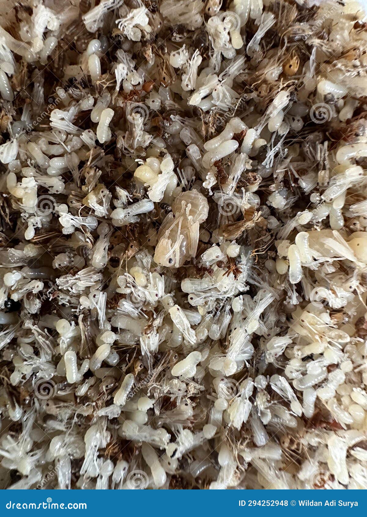 The Complete Metamorphosis Process of Ant Eggs: Miraculous Changes in ...