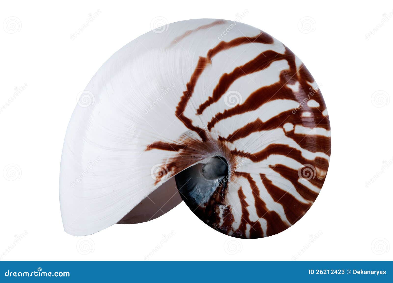 Complete Nautilus Shell stock image. Image of animal - 26212423 Complete Nautilus Shell stock image. Image of animal - 26212423