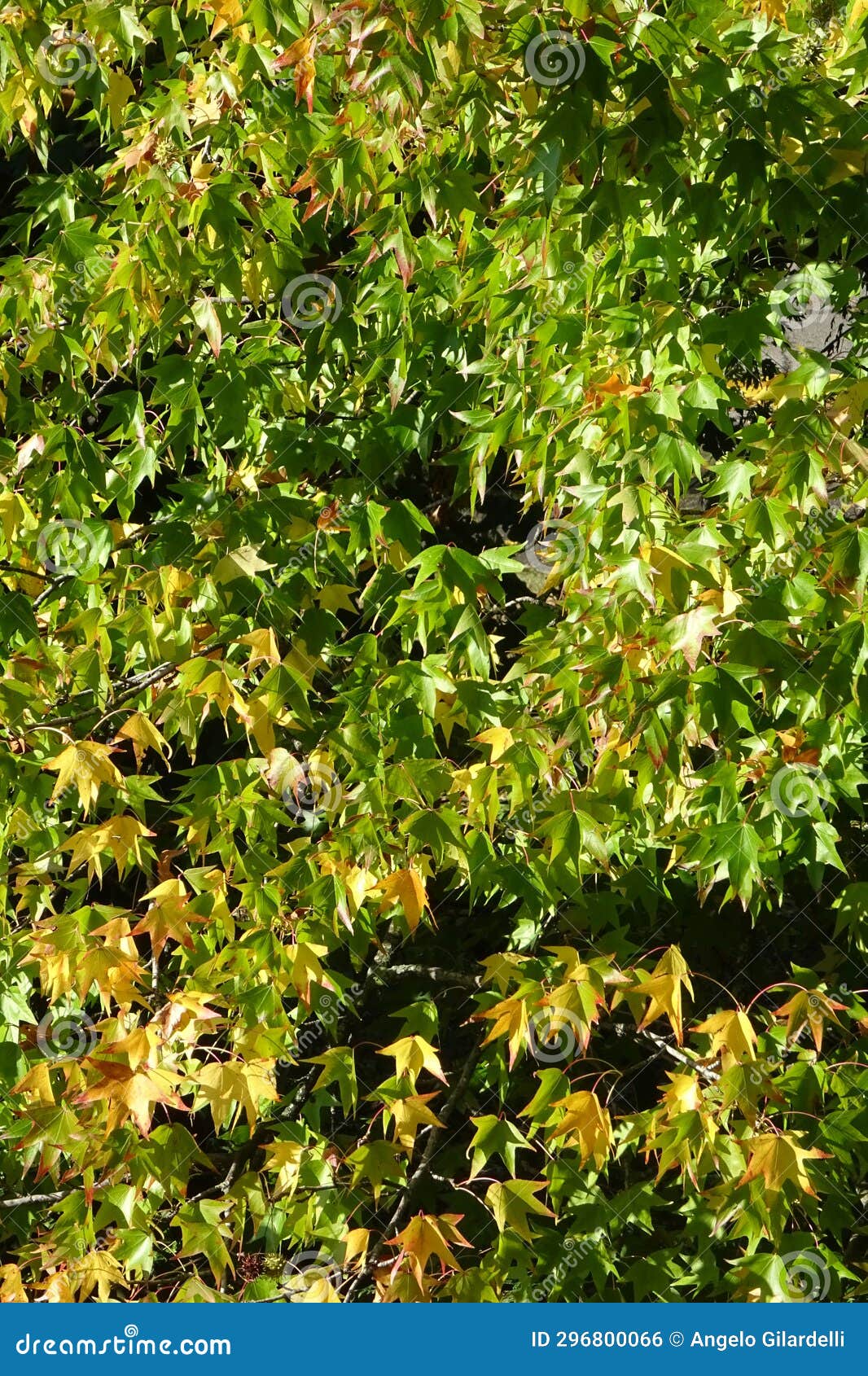 Complete Picture of the Liquidambar Tree, Natural Background Stock ...