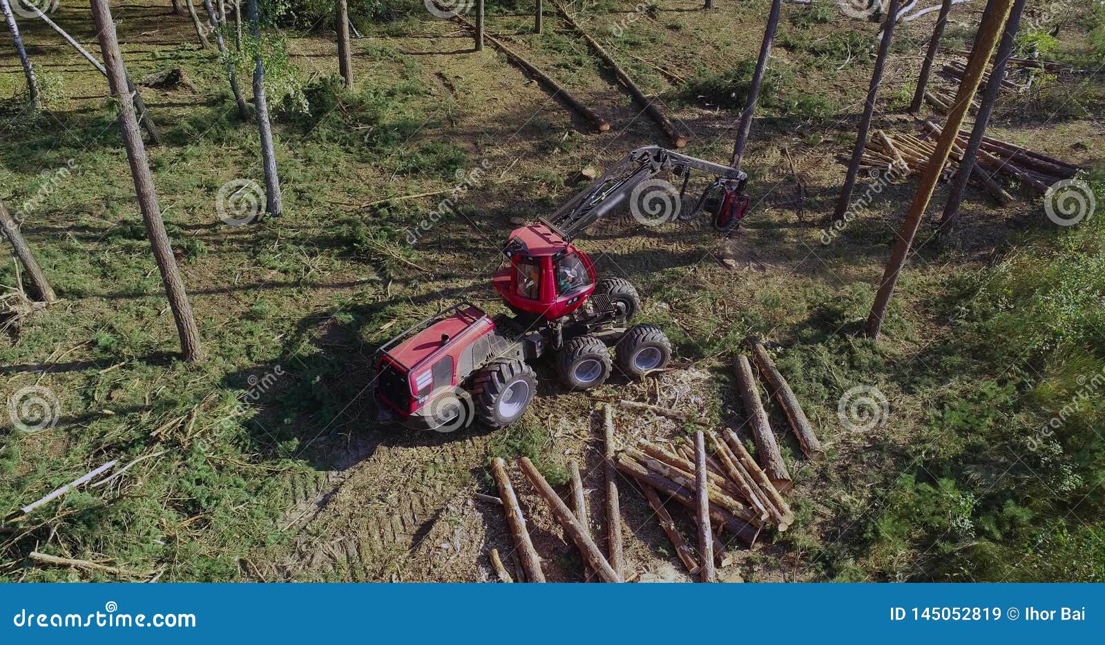 The Complete Process of Cutting a Tree with a Forest Harvester Stock ...