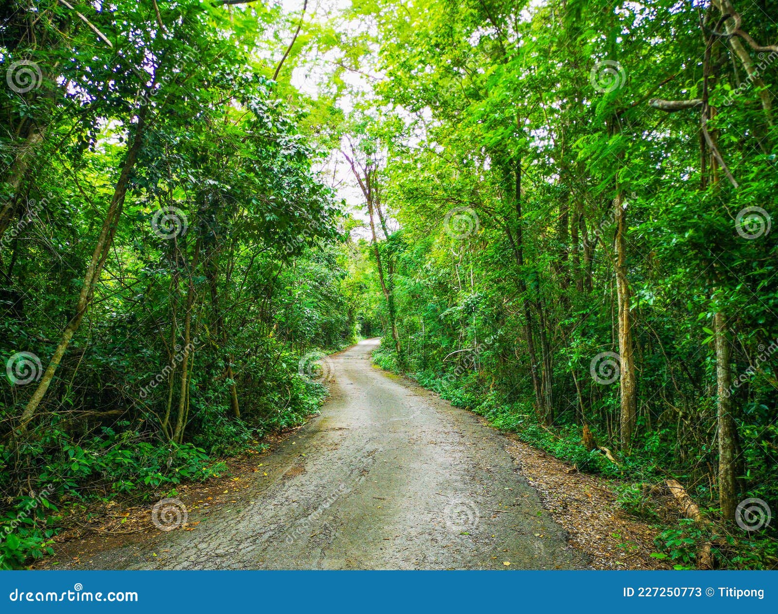 A Complete Rainforest Road for Nature Walks Stock Image - Image of ...
