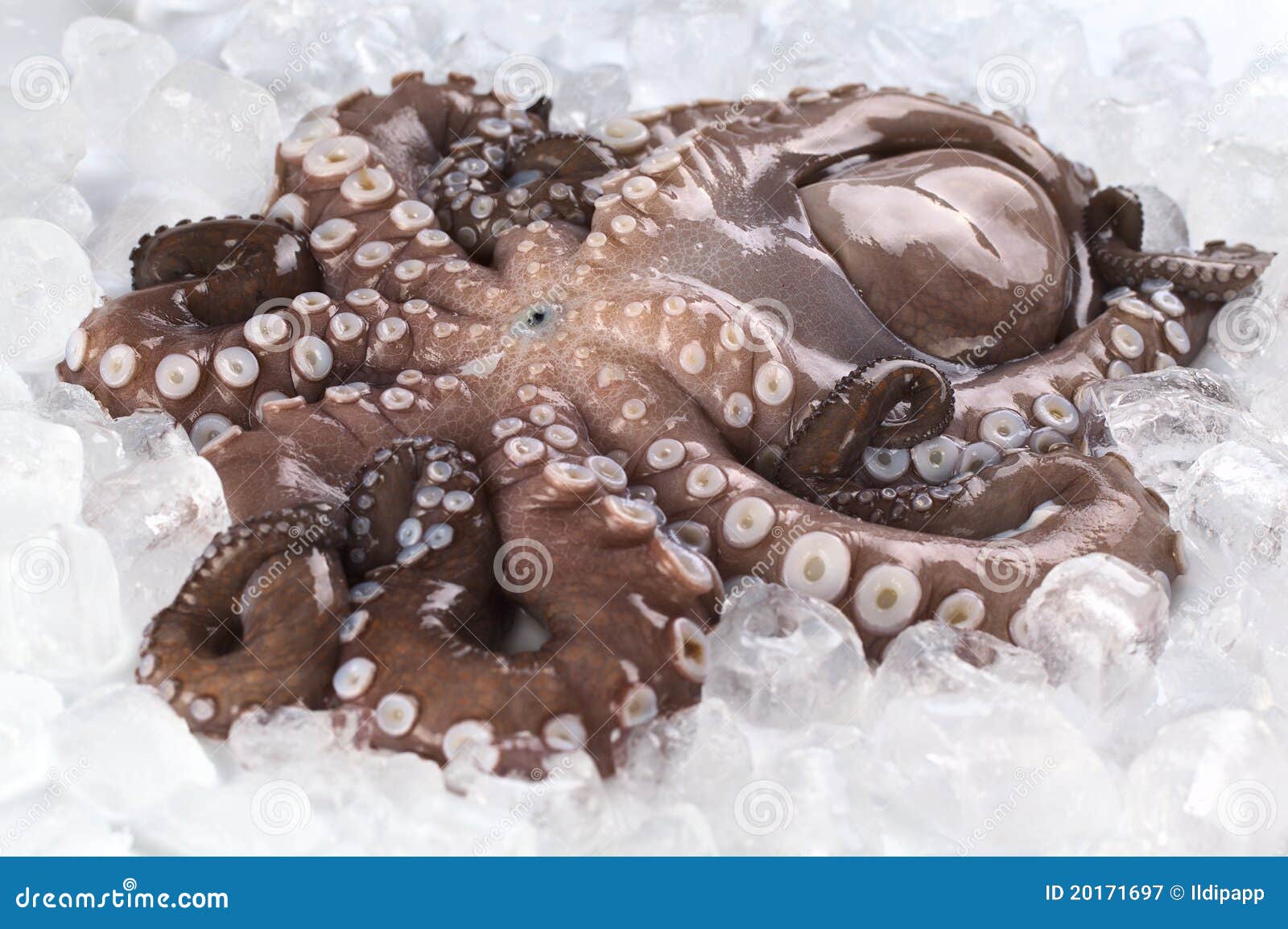 Complete Raw Octopus stock image. Image of pulpo, focus - 20171697