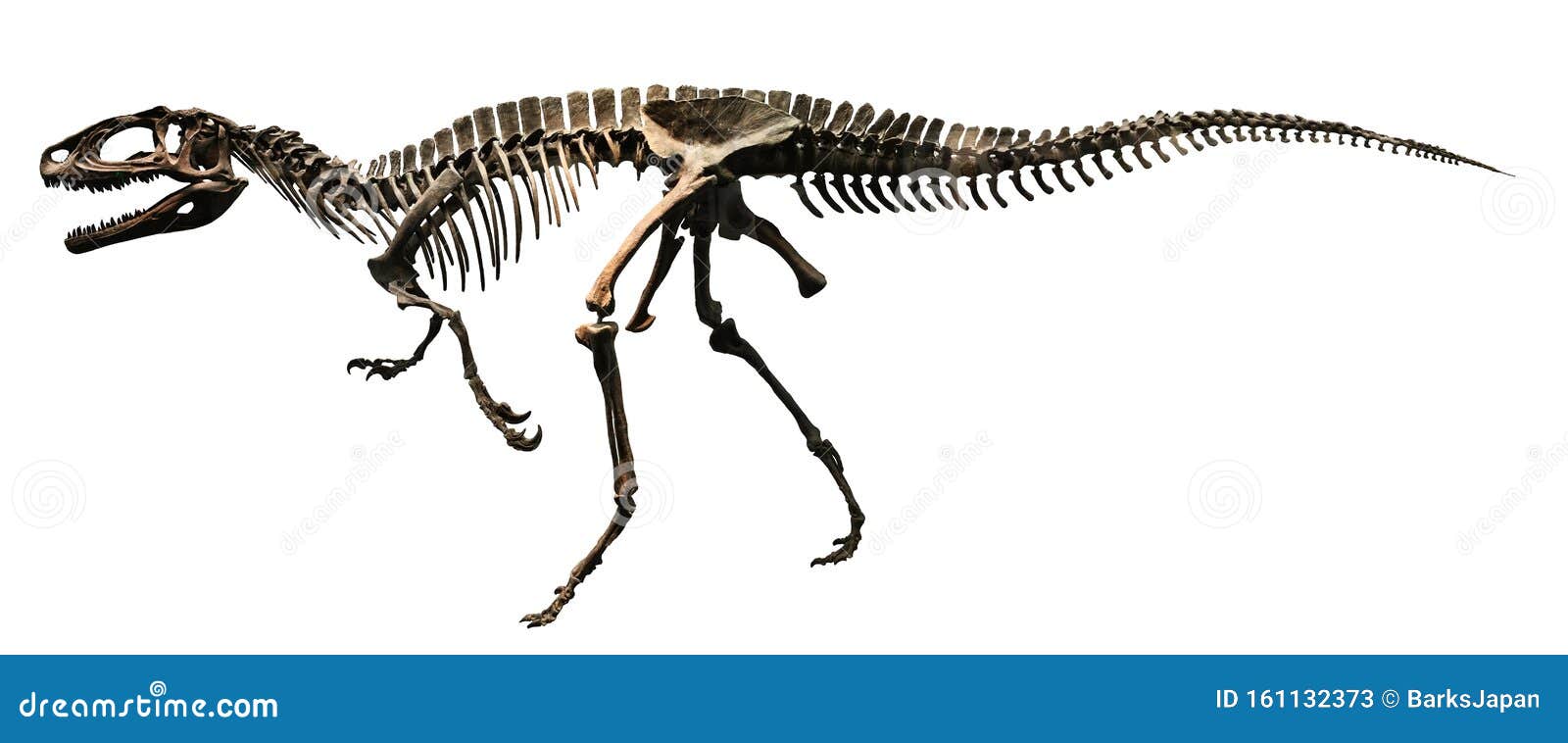 Dinosaur Fossil / Small Bipedal Dinosaur Stock Image - Image of small ...