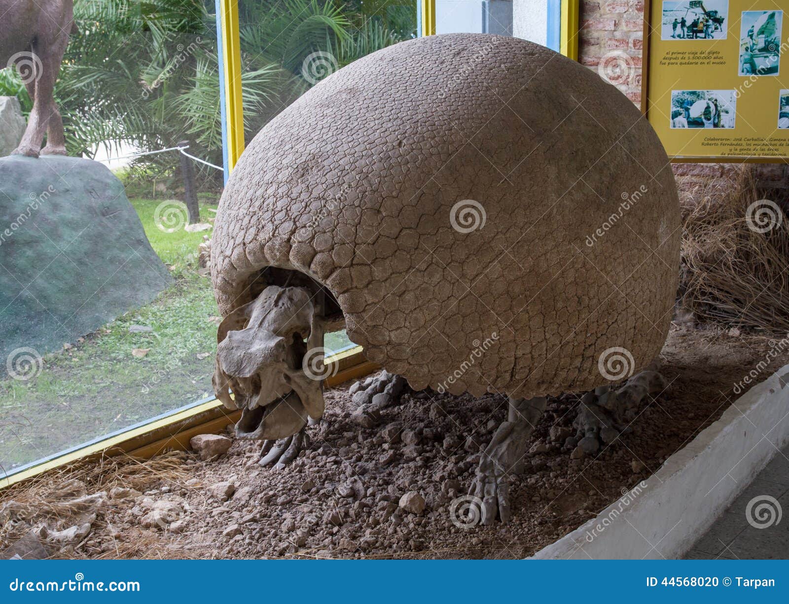 Complete Skeleton Gliptodonte in the Museum Editorial Image - Image of ...
