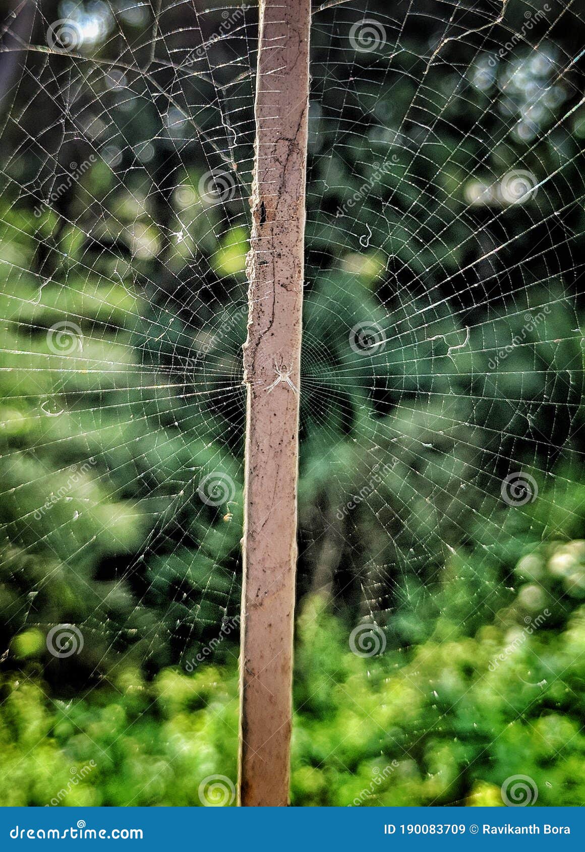 A Complete White Spider Web in the Nature Stock Image - Image of clean ...