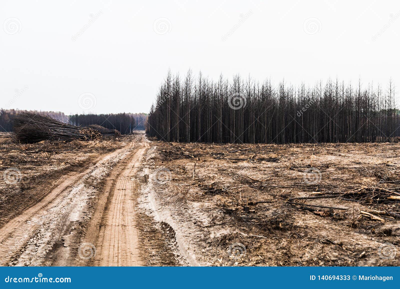 Burned Pine Trees Following A Forest Fire In Troodos, Cyprus Stock ...
