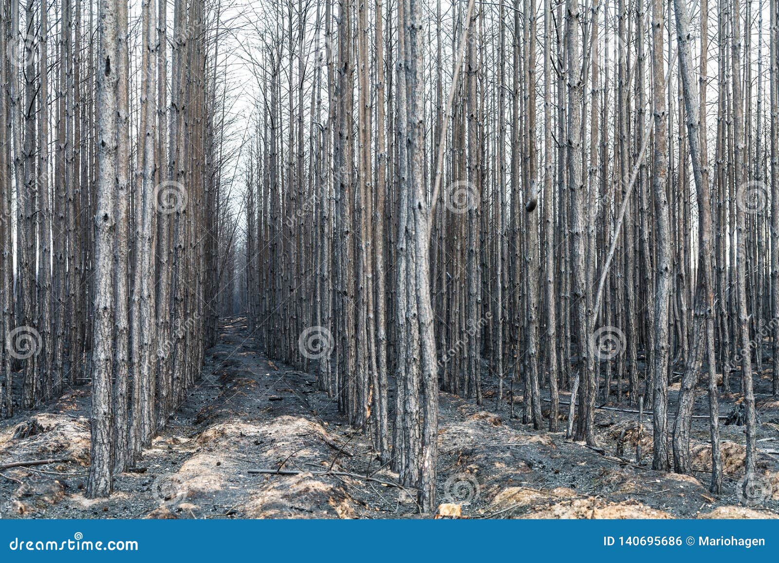 Burned Pine Trees Following A Forest Fire In Troodos, Cyprus Stock ...