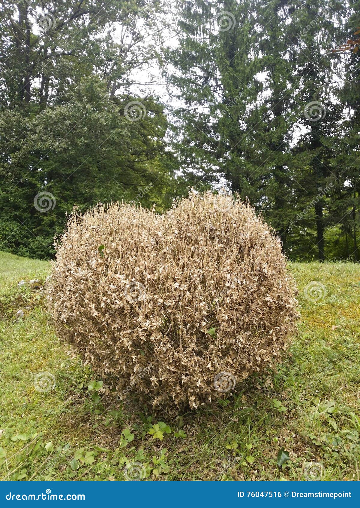Completely Defoliated and Dried Boxtree Stock Photo - Image of ...
