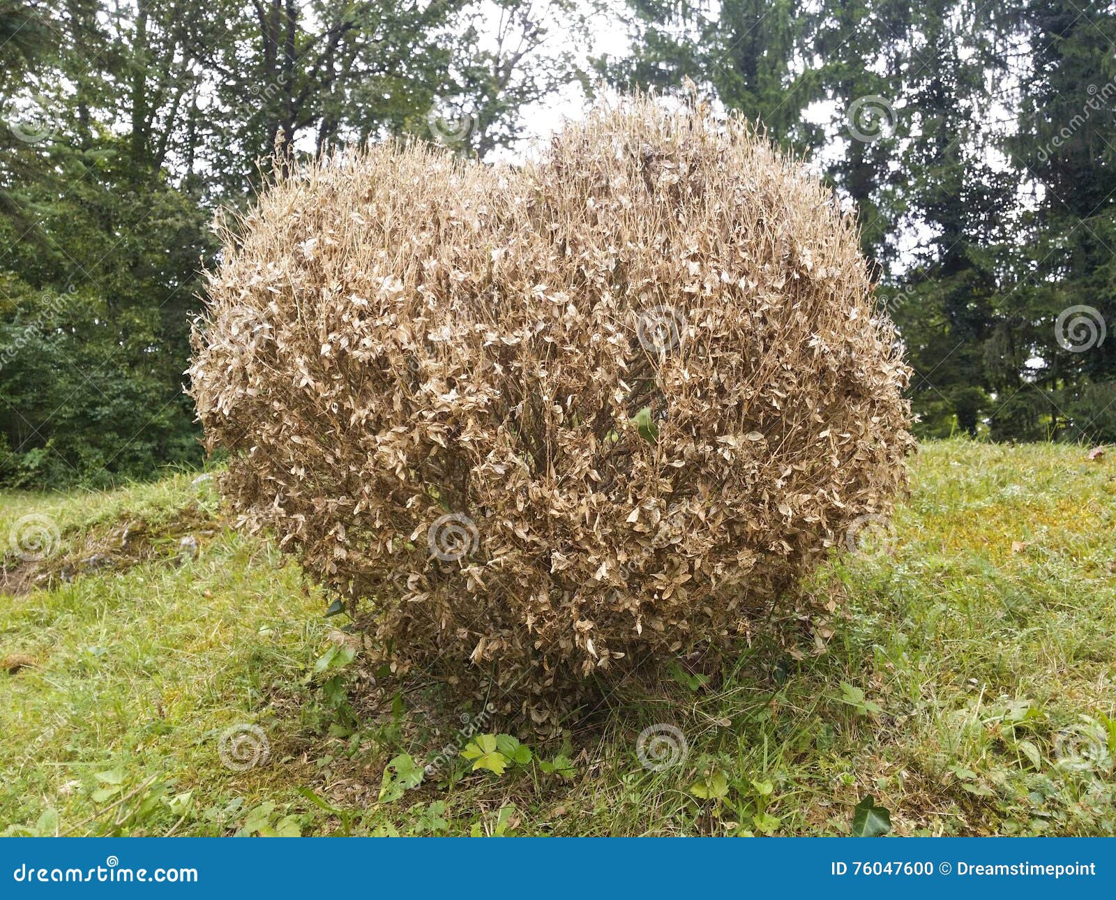Completely Defoliated and Dried Boxtree Stock Photo - Image of plant ...