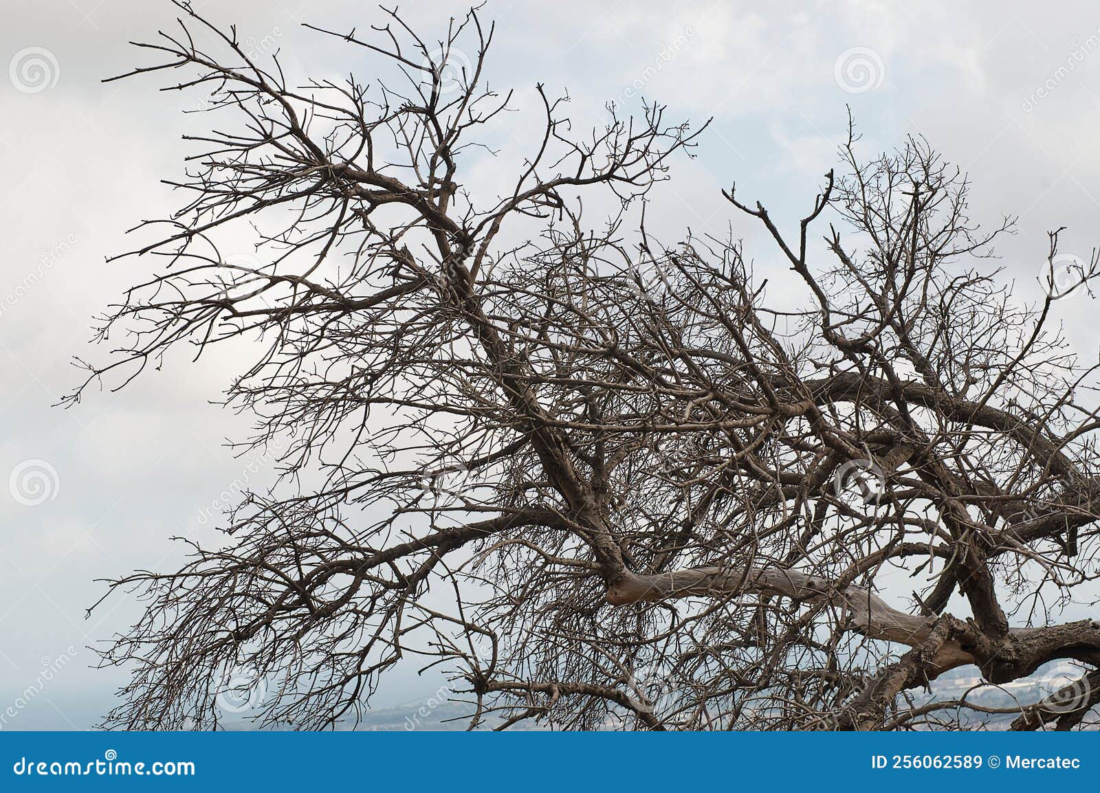 Completely Dry Tree with No Leaves and Multiple Branches Stock Image ...