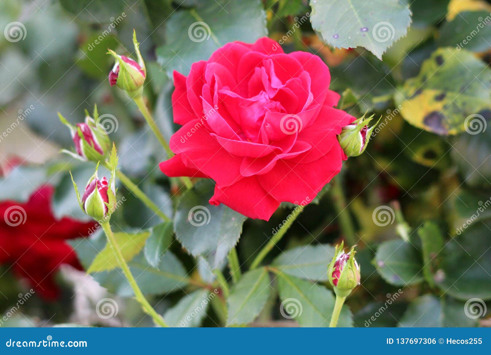 Completely Open Blooming Dark Red Rose with Dense Petals Surrounded ...