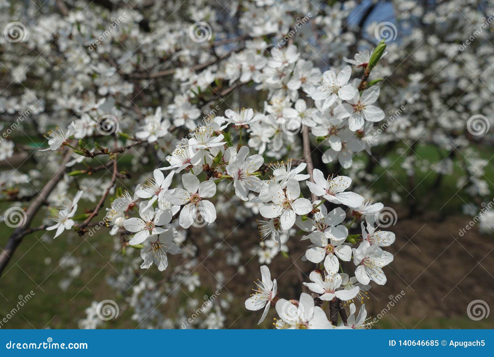 Completely Opened Flowers of Prunus Cerasifera Stock Image - Image of ...