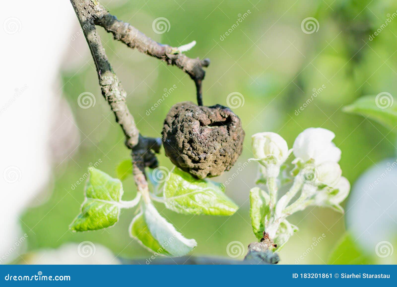 A Completely Rotted Apple is Hanging on a Tree Stock Image - Image of ...