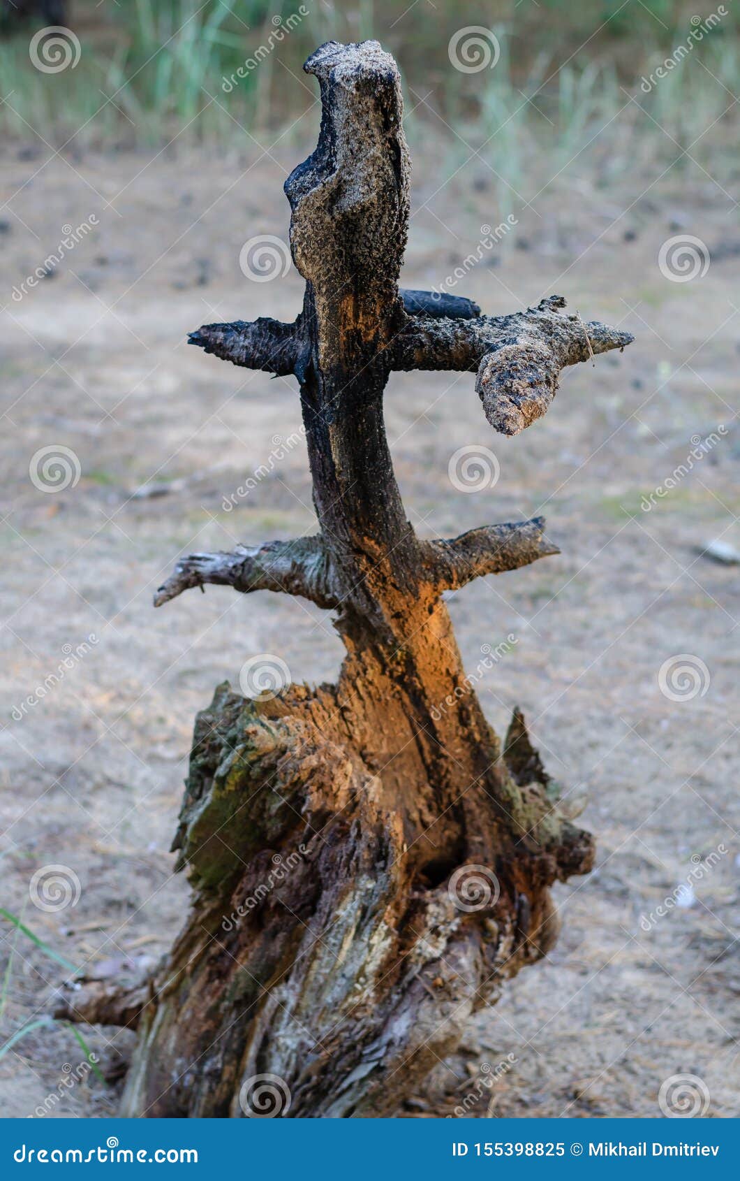 A Completely Rotten Tree. only the Core and Partially the Branches ...