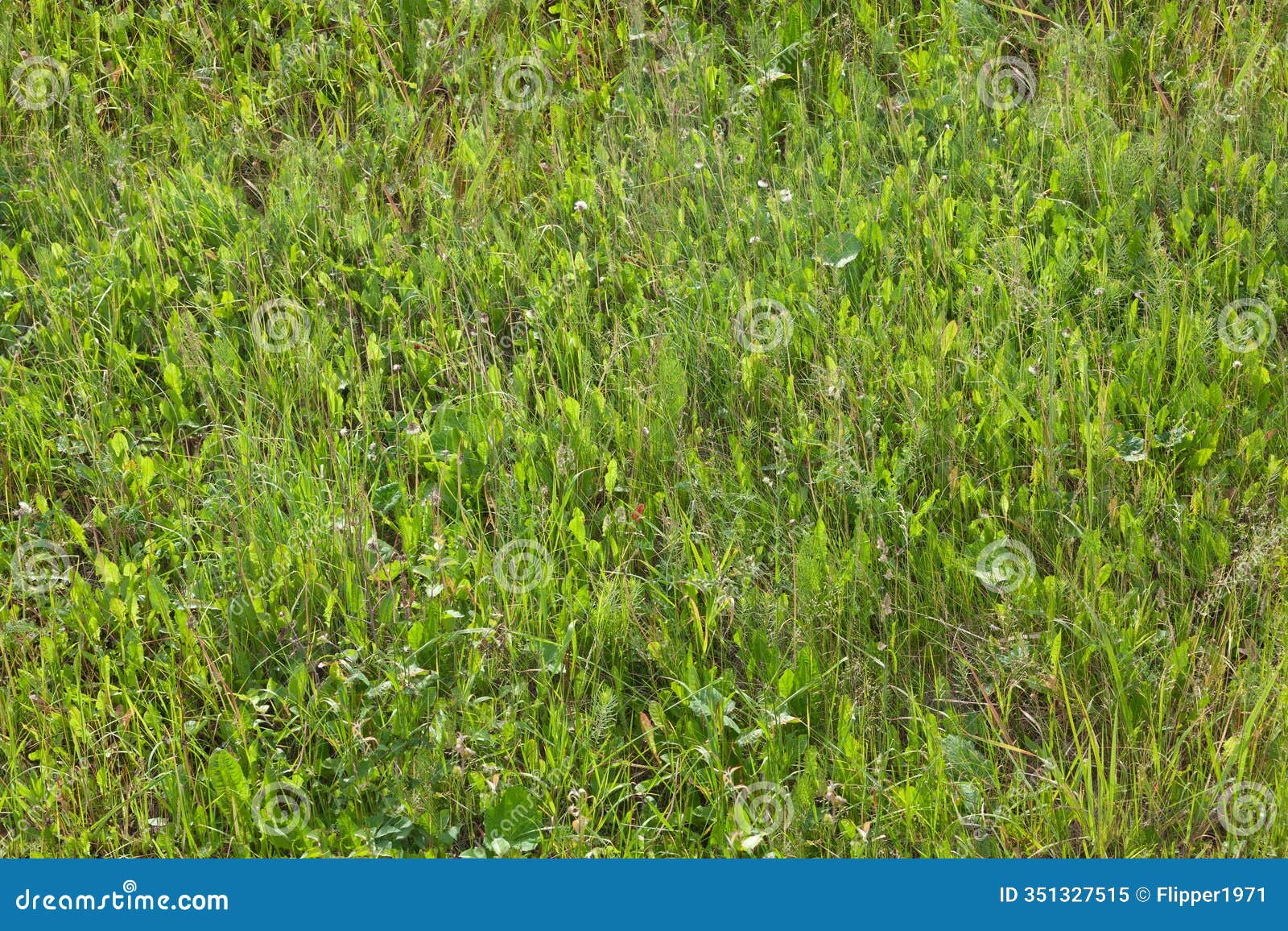 Seamless Grass Texture for 3D Exterior Design Stock Image - Image of ...