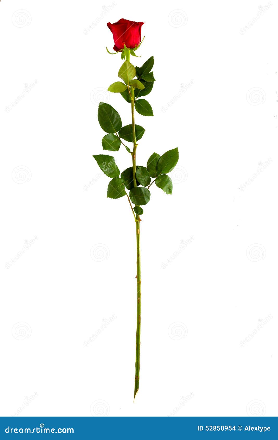 Completi La Rosa Rossa Lunga Di Verticale Del Gambo Fotografia Stock ...