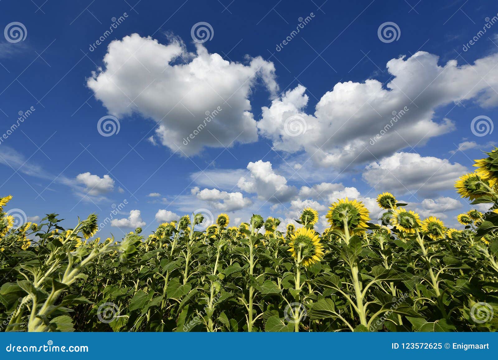 Flowering Angiosperms Plants. Stock Image - Image of july, europe ...