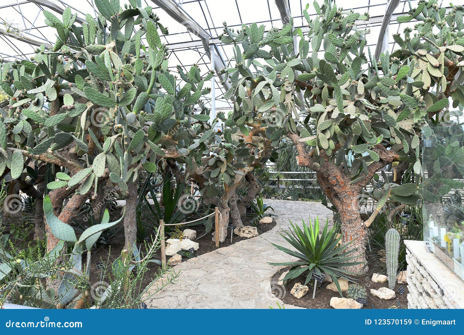 Flowering Angiosperms Plants. Stock Image - Image of editorial, green ...