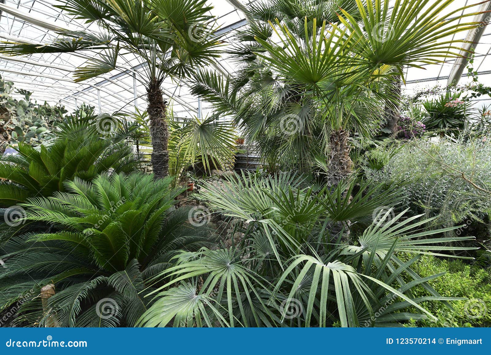 Flowering Angiosperms Plants. Stock Photo - Image of city, july: 123570214