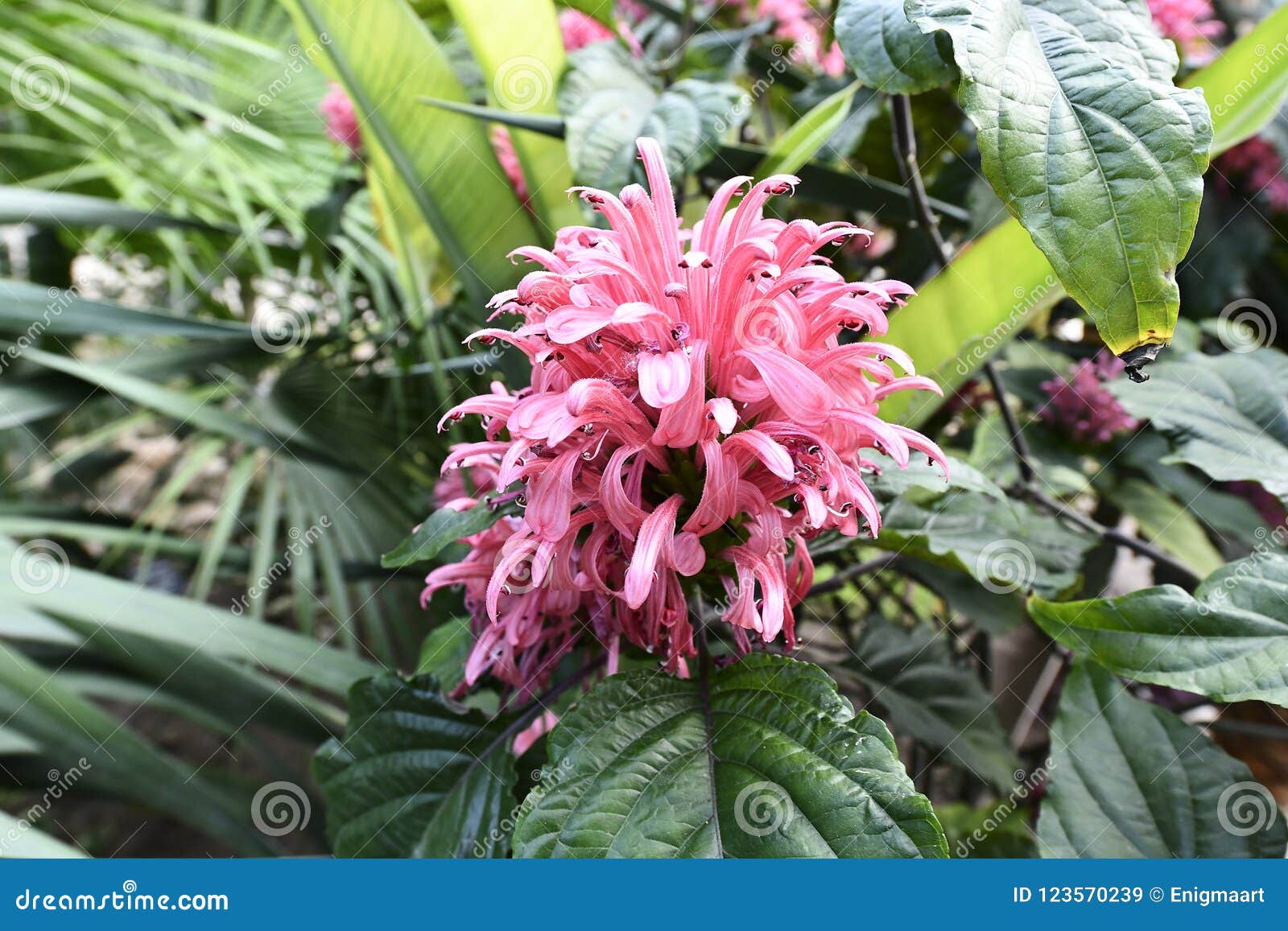 Flowering Angiosperms Plants. Stock Image - Image of house, kharkiv ...