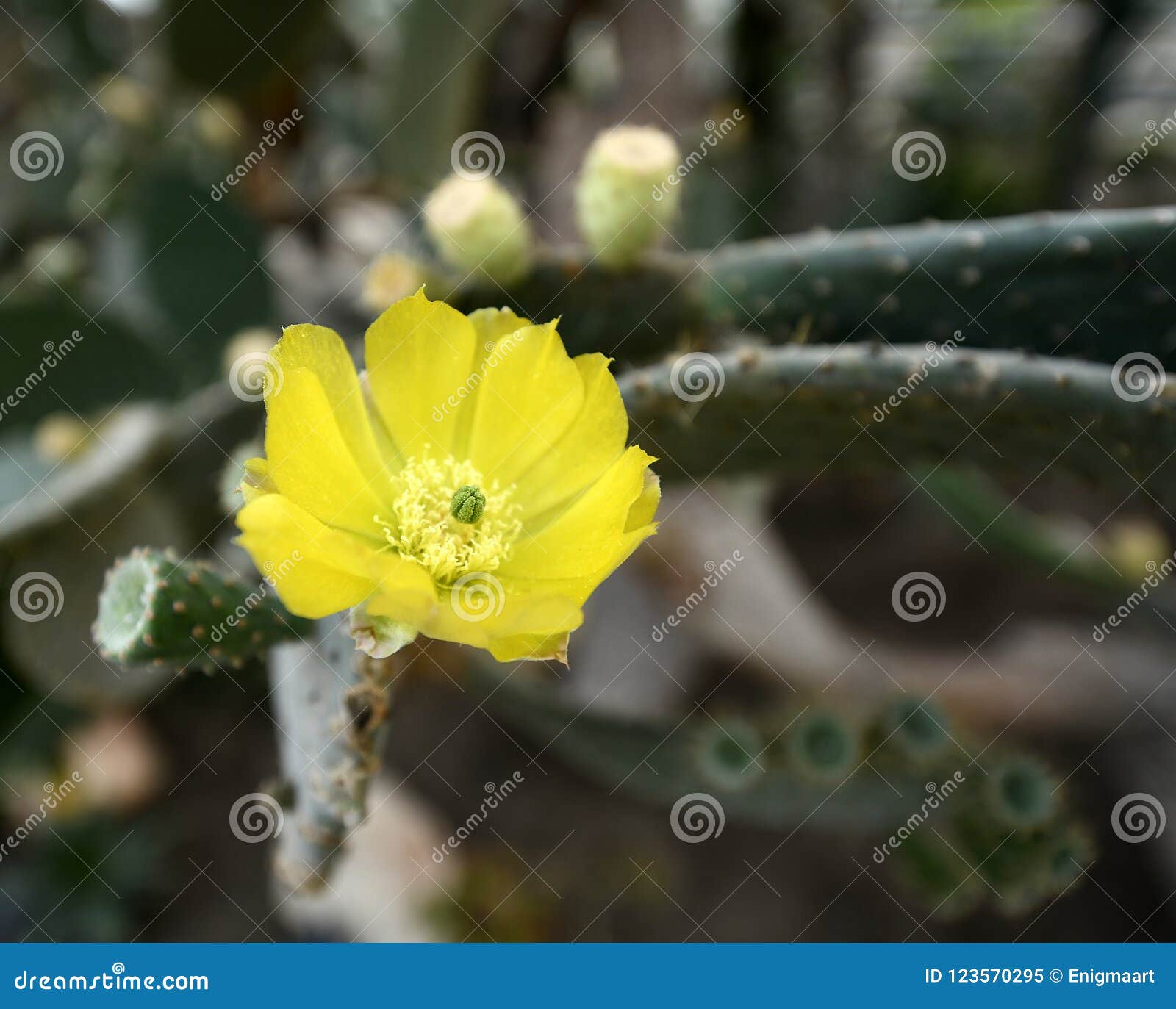 Flowering Angiosperms Plants. Stock Image - Image of dacha, exterior ...