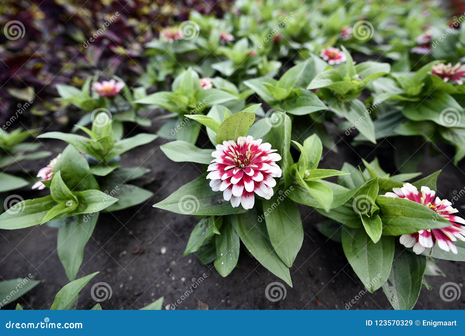 Flowering Angiosperms Plants. Stock Image - Image of august, house ...