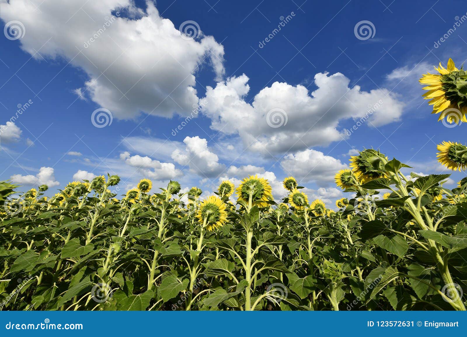 Flowering Angiosperms Plants. Stock Image - Image of july, exterior ...