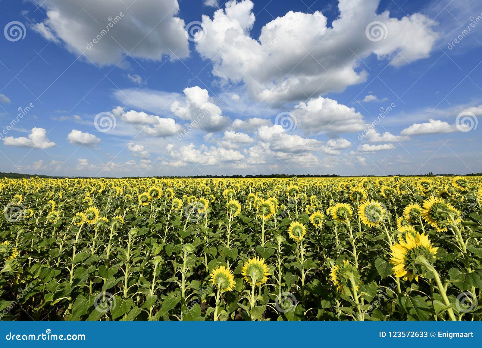 Flowering Angiosperms Plants. Stock Image - Image of attraction, august ...