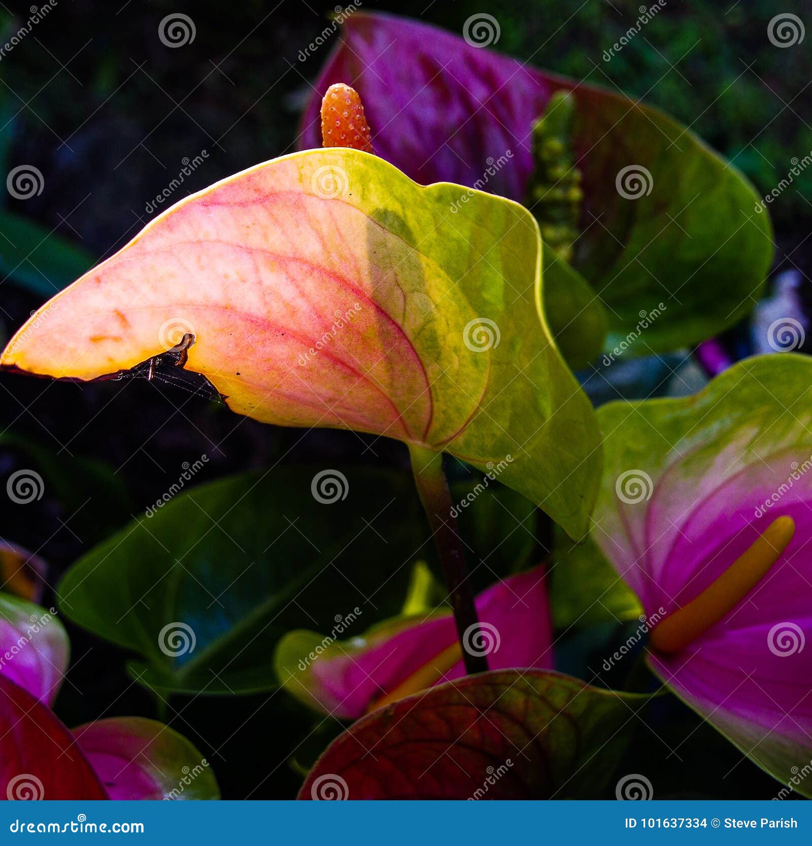 Complex Colorful Composition of Exotic Flowers and Light Stock Photo ...