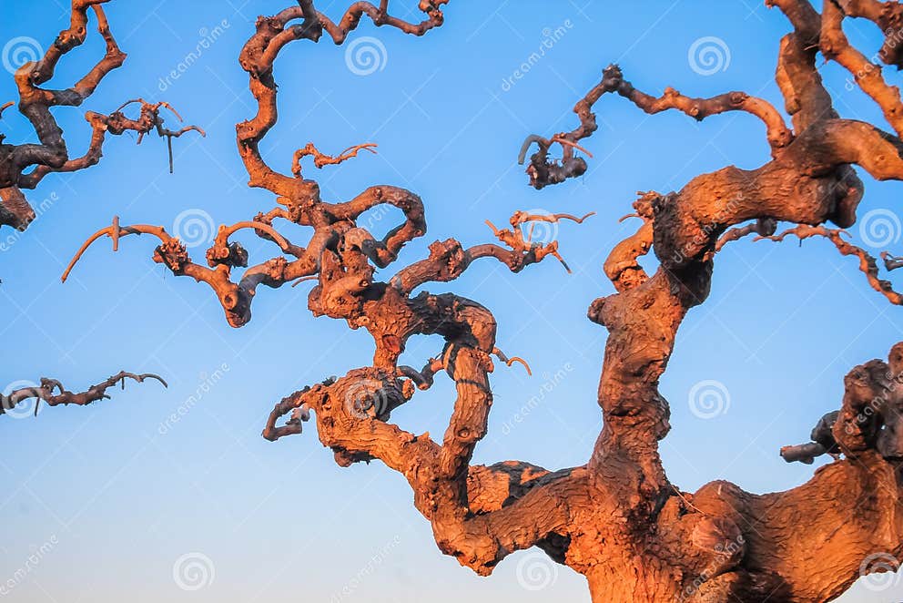 Complex Entangled Dry Tree Branches Stock Photo - Image of figure, tree ...