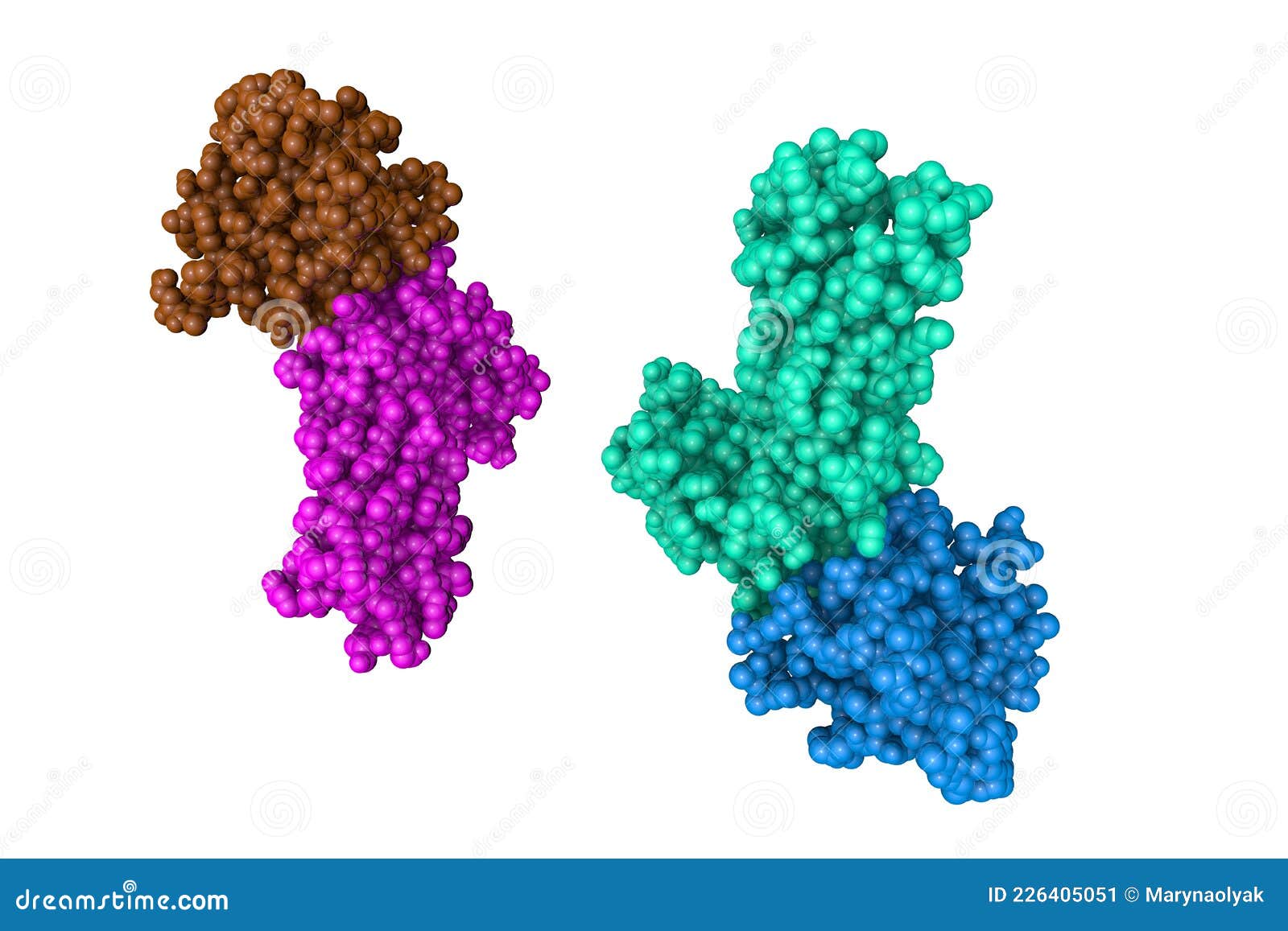Complex of Human Interleukin-7 with Non-glycosylated Interleukin-7 ...