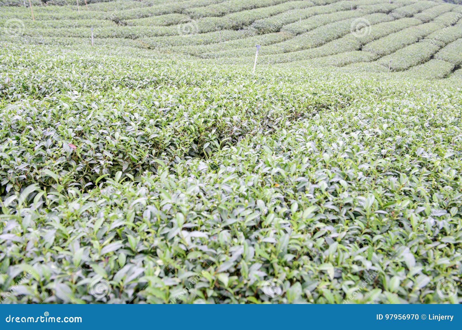 Close up green tea farm stock photo. Image of countryside - 97956970