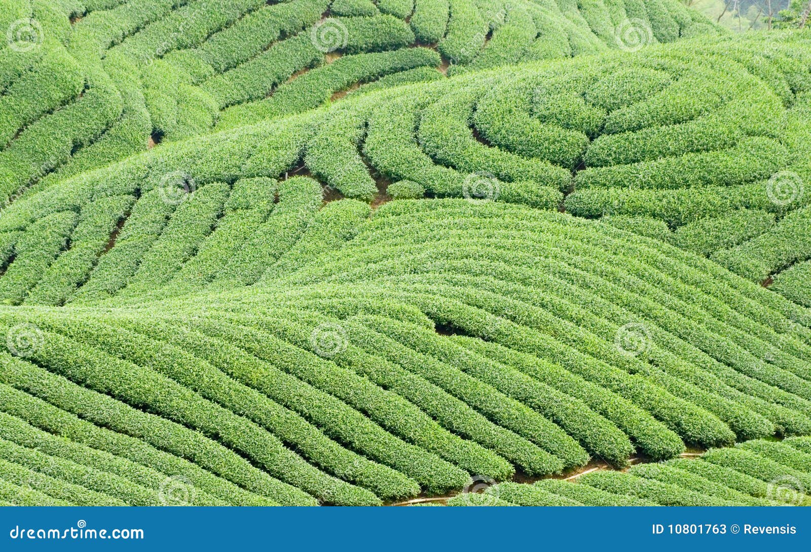 Complex Landform and Tea Trees Stock Image - Image of landscape, fresh ...