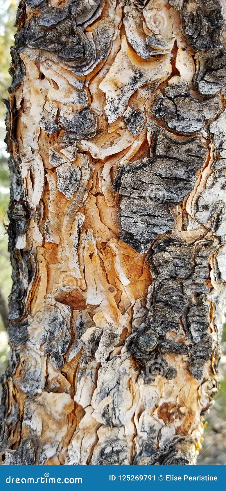 Complex Pattern in the Bark and Wood of a Montane Pinyon Pine in Nevada ...