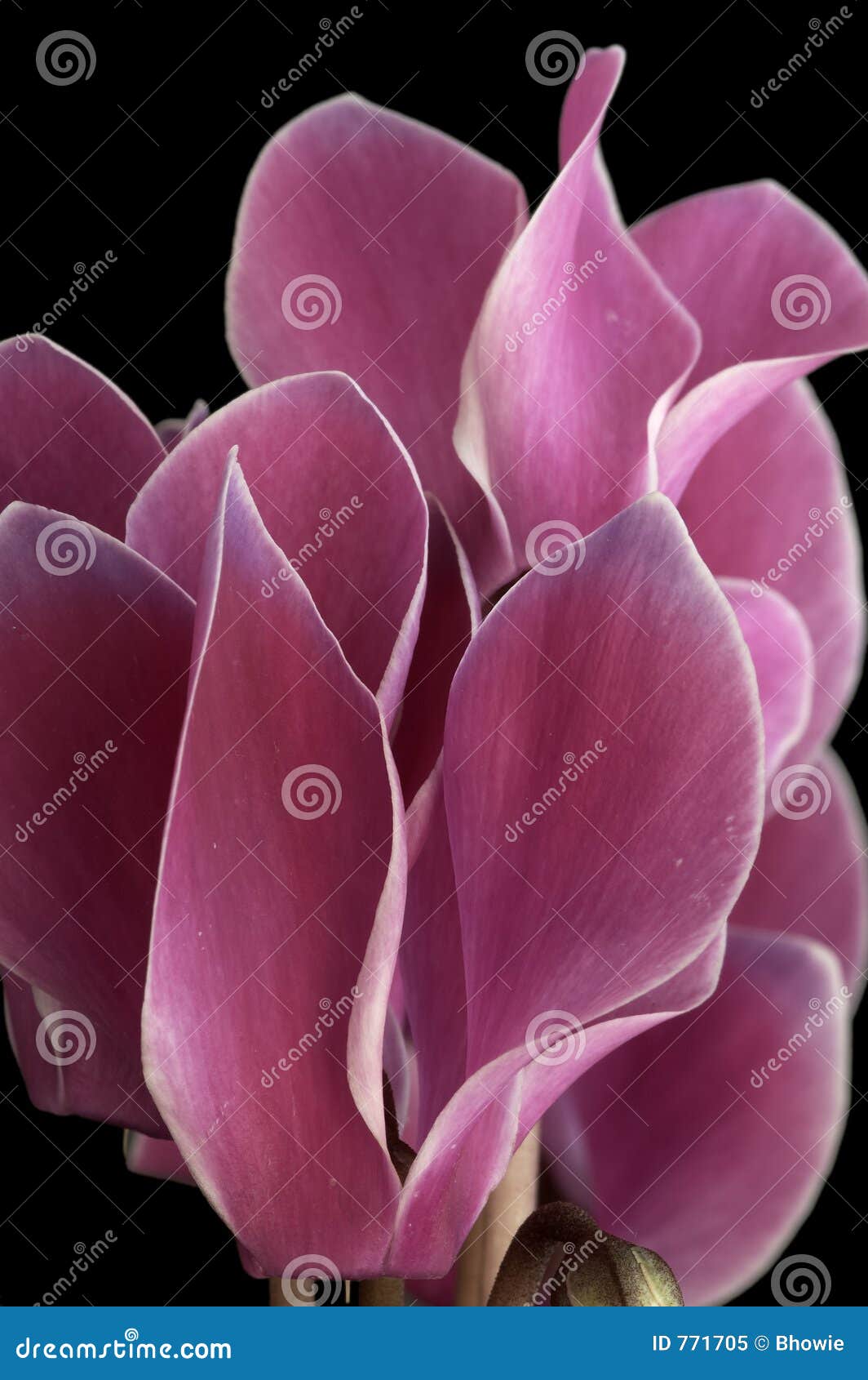 Complex pink flower stock image. Image of shape, macro - 771705