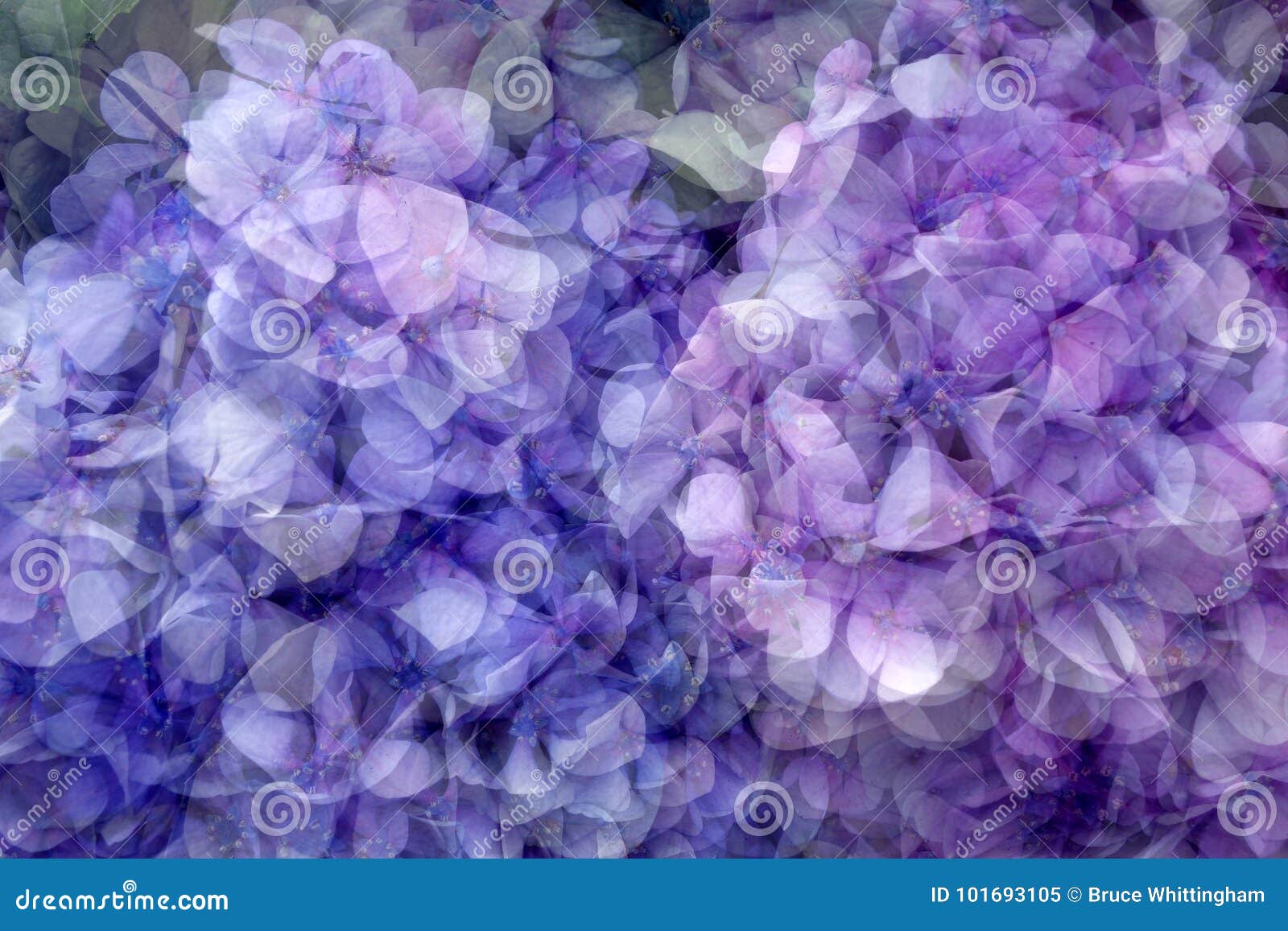 Random Purple Pattern, Hydrangea Petals Stock Image - Image of abstract ...
