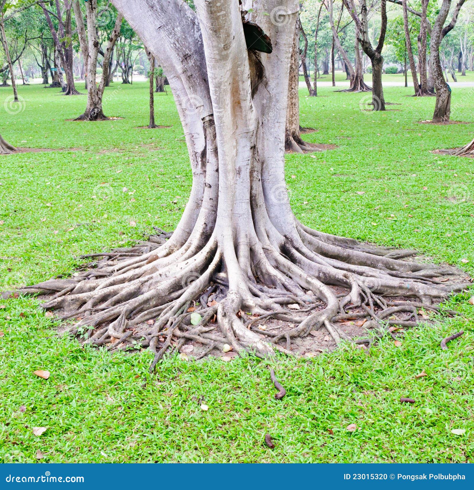 Complex root stock photo. Image of ancient, beautiful - 23015320