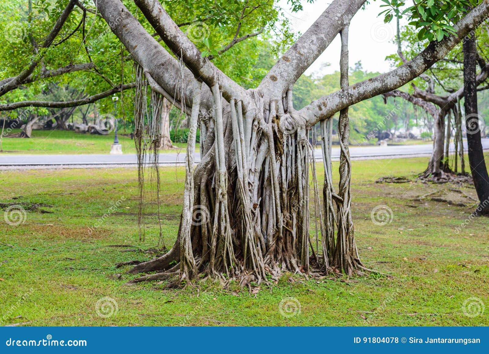 Complex Root of Banyan Tree Stock Photo - Image of ground, landscape ...