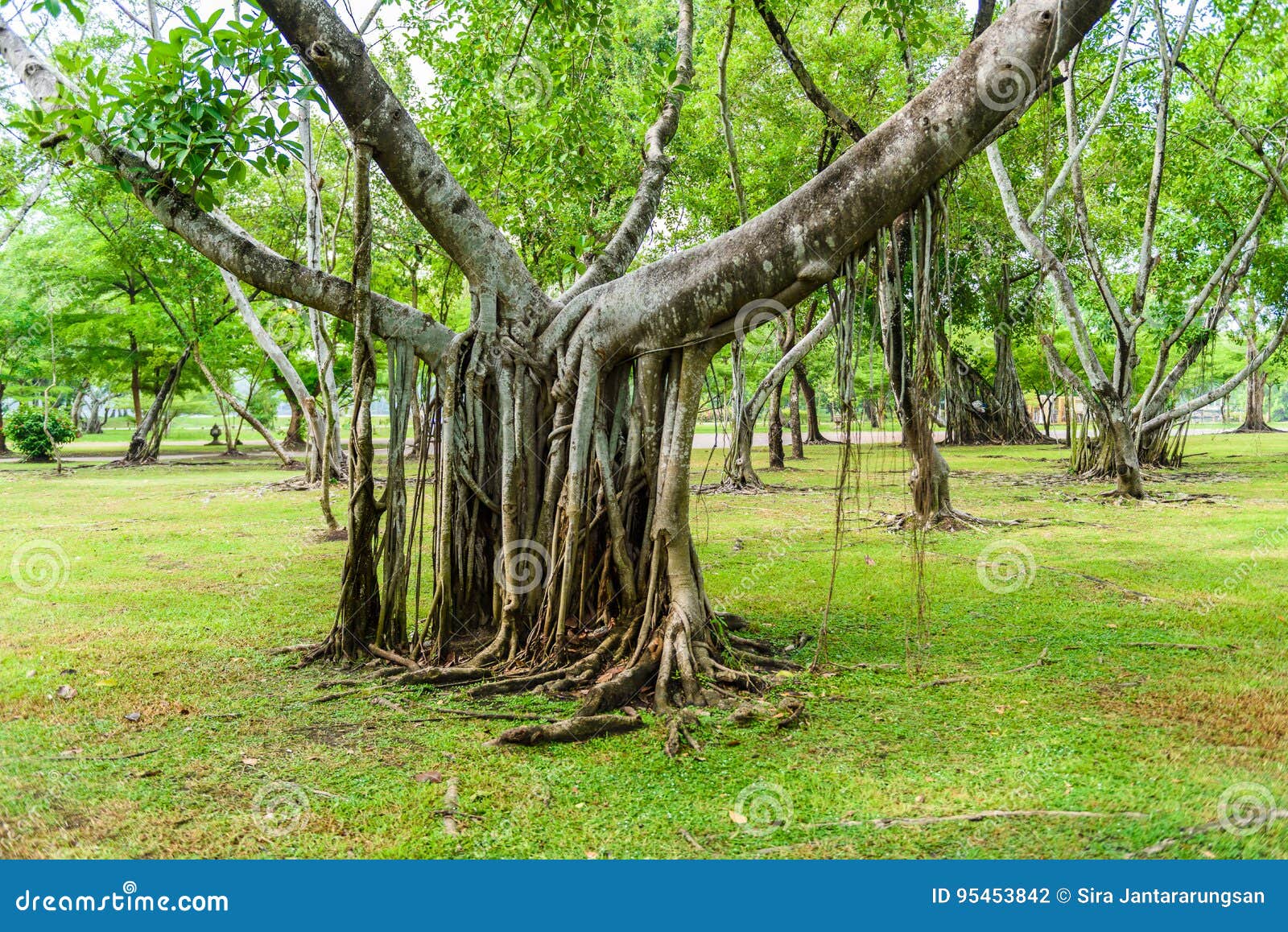 Complex Root of Banyan Tree Stock Photo - Image of nature, root: 95453842