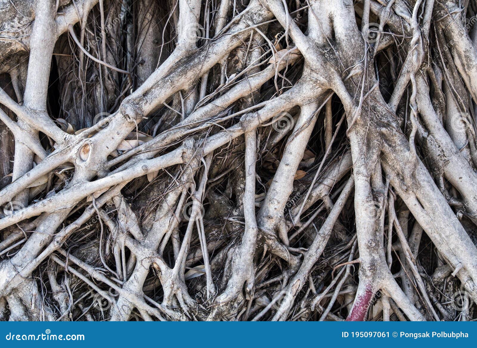 Complex Root System Of A Tree Stock Image | CartoonDealer.com #14444161