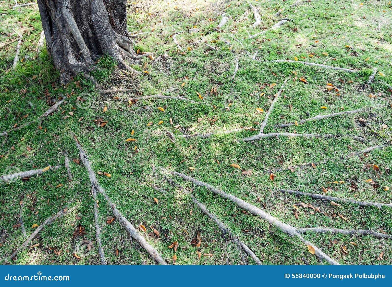 Complex root stock photo. Image of forest, ecology, branch - 55840000