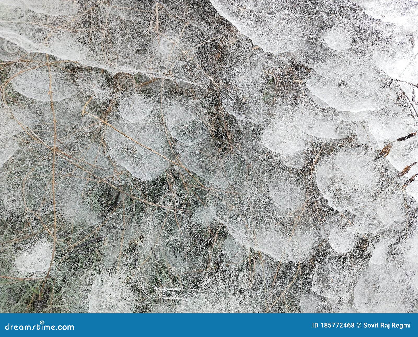 Complex Spider Web Covered with Morning Dew Stock Photo - Image of ...