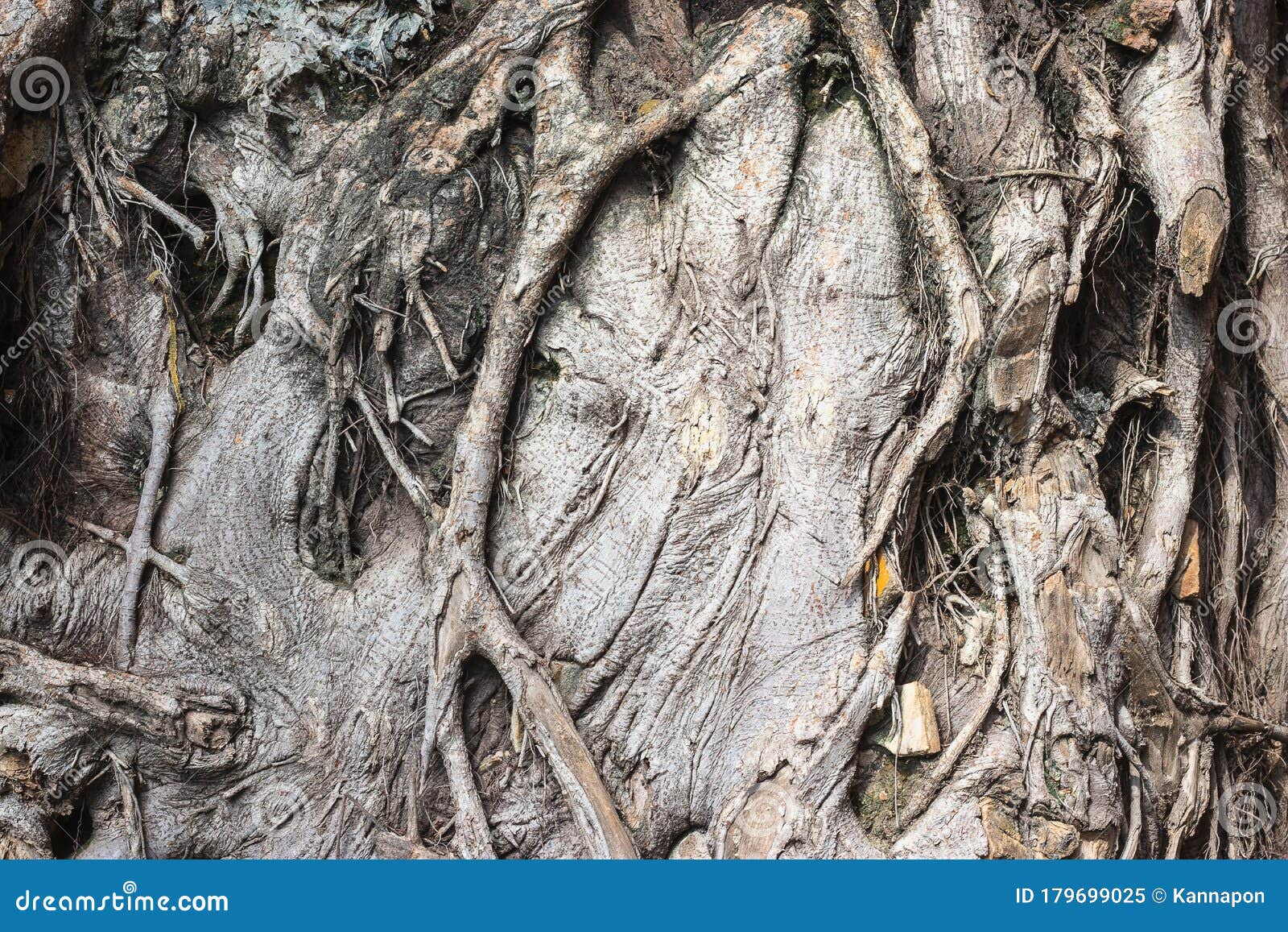 Complex Structure of Roots Background and Texture Stock Image - Image ...