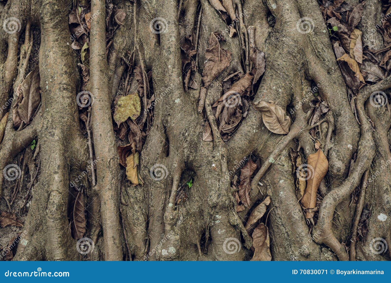 Complex Structure of Roots of a Coniferous Tree Stock Image - Image of ...
